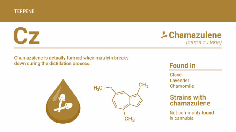 What Are Terpenes? - Finest Labs