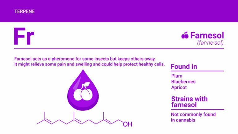 What Are Terpenes? - Finest Labs