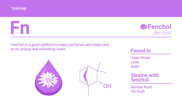 What Are Terpenes? - Finest Labs