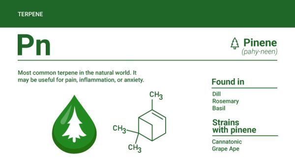What is Pinene Terpene? Strain, Effects & Benefits - Finest Labs