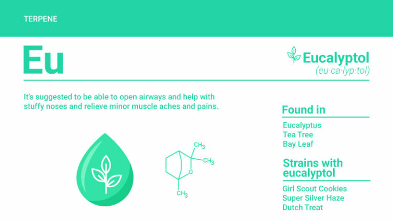 What is Eucalyptol? Benefits & Effects of This Cannabis Terpene