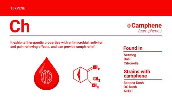 Camphene Terpene: Benefits, Effects, Dosage, & More - Finest Labs