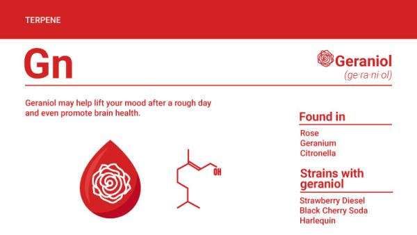 What is Geraniol? Benefits & Effects of This Cannabis Terpene