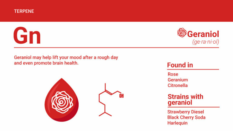 What is Geraniol? Benefits & Effects of This Cannabis Terpene