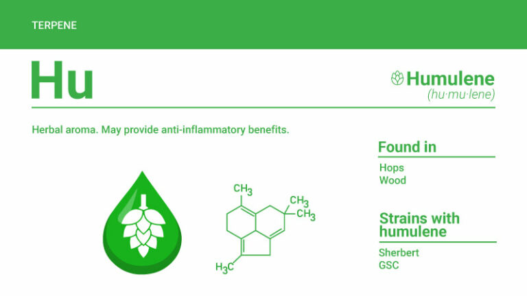 What is Humulene Terpene? Strains, Benefits, and Effects