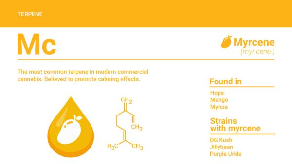 What is Myrcene? Benefits & Effects of This Cannabis Terpene