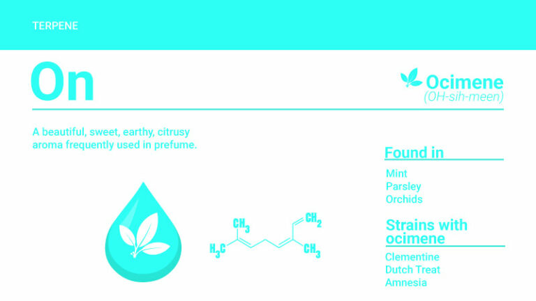 What is Ocimene? Benefits & Effects of This Cannabis Terpene